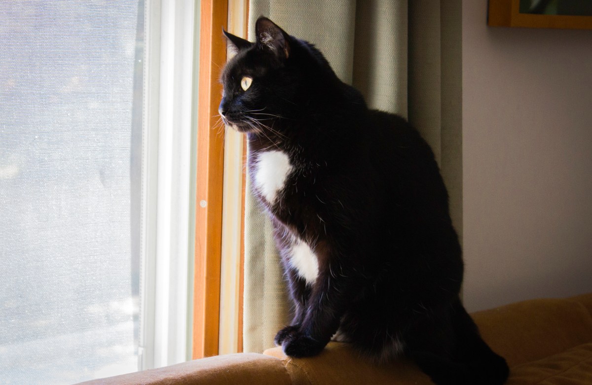 OVER THE RAINBOW BRIDGE – Jeanne Nelson